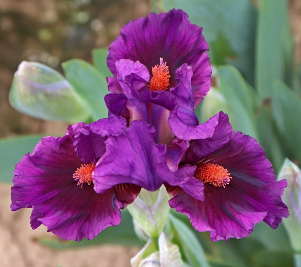 As If! | Mid-America Garden